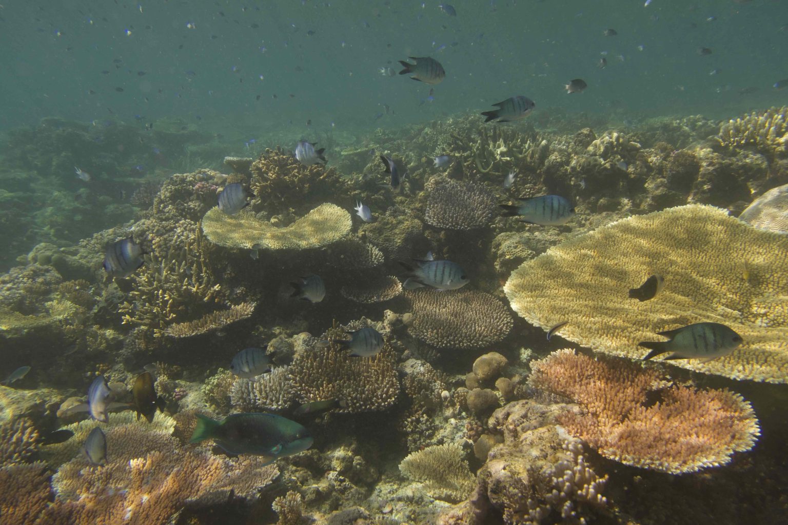 Reef Protection – Summertime Whitsundays